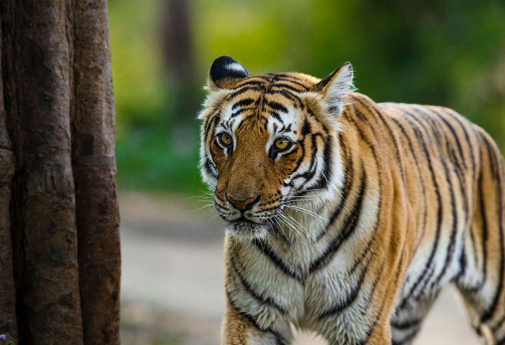 Wildlife & Adventure Heaven - Kabeela Tashree